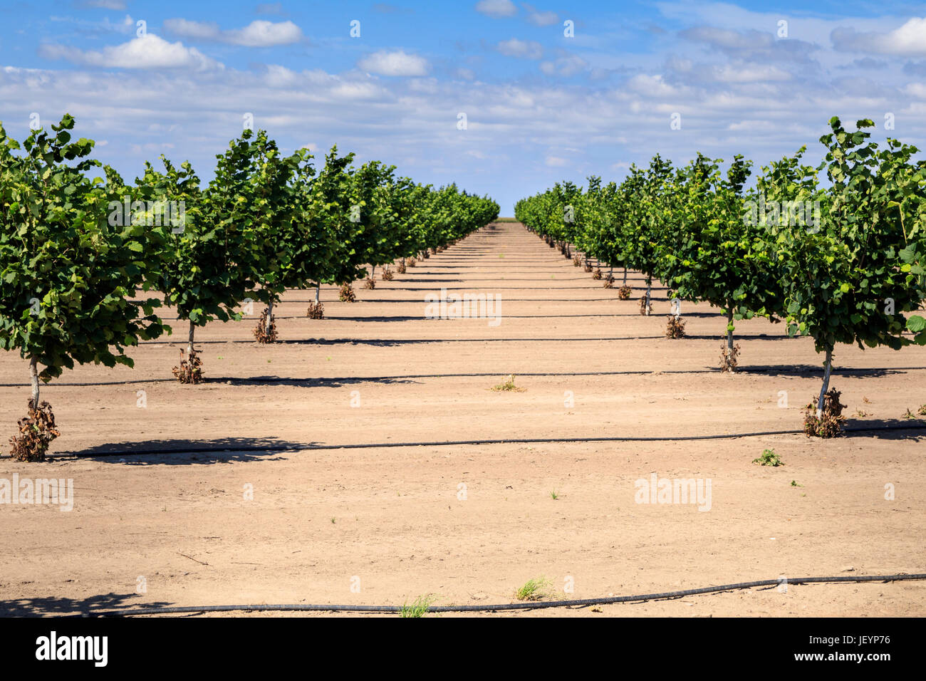 Filbert (Hazelnut) Orchard, young trees Stock Photo - Alamy