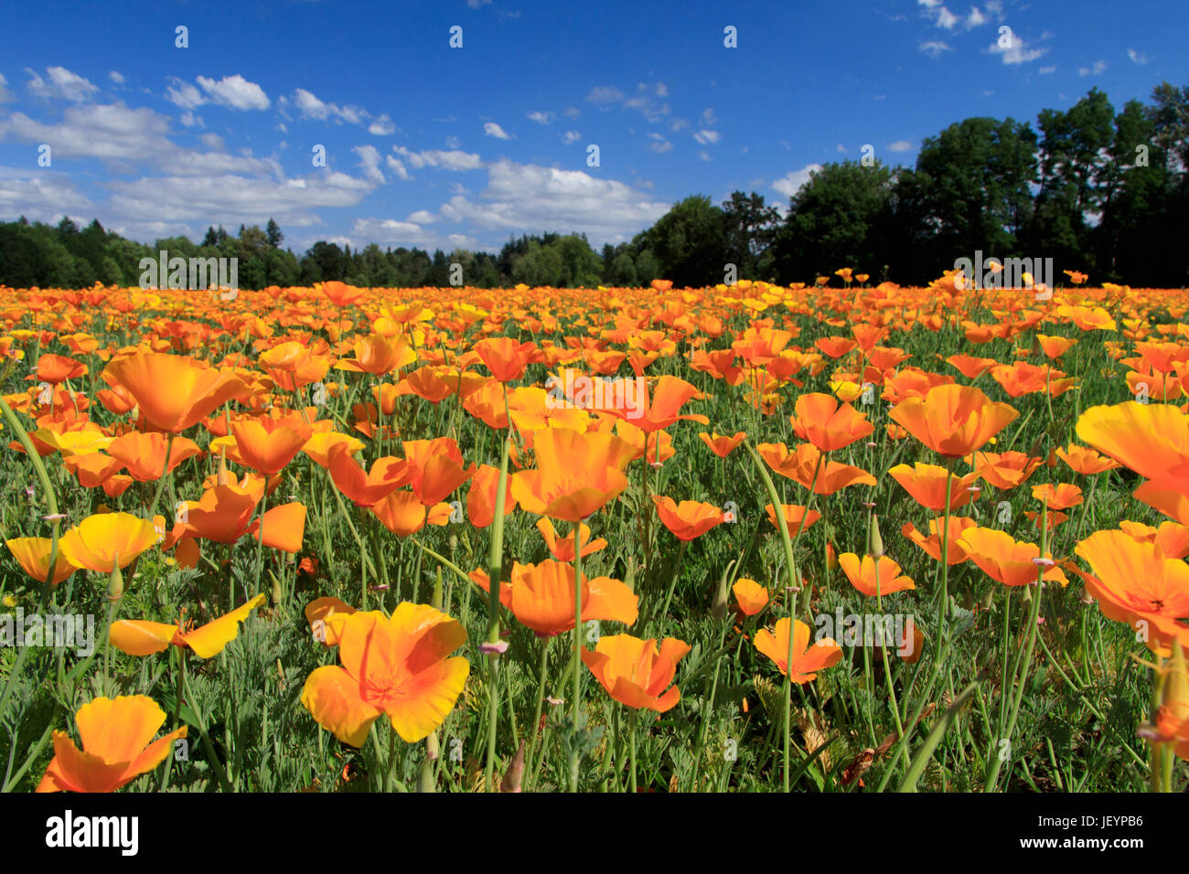 Vibrant california blooms hi-res stock photography and images - Alamy