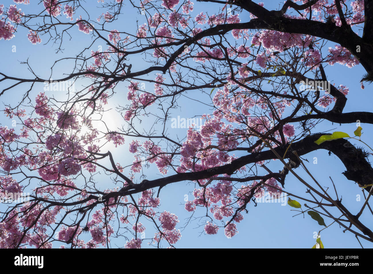 Black Lapacho (Handroanthus heptaphyllus) trees flowering, Asuncion ...