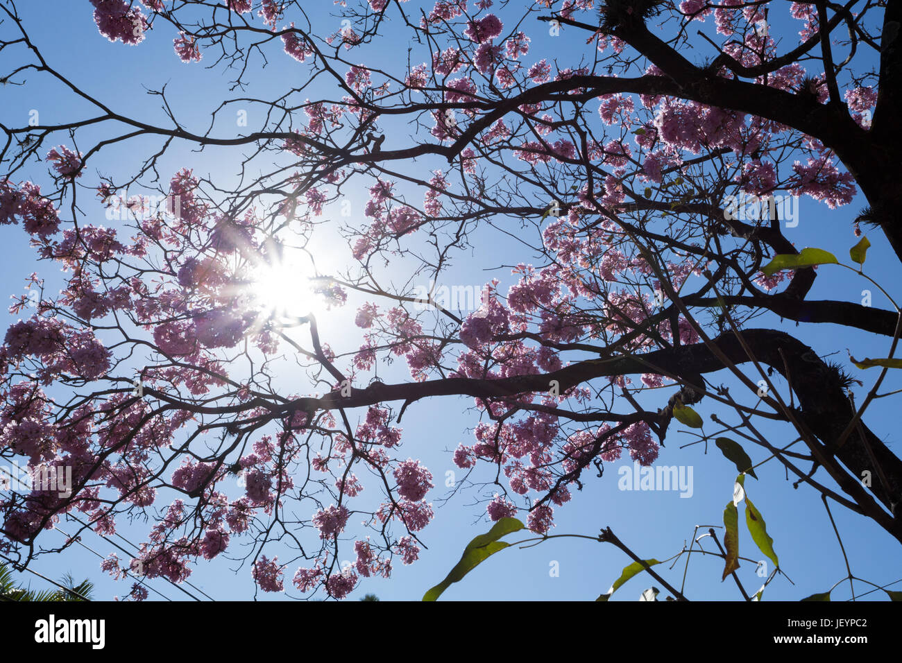 Black Lapacho (Handroanthus heptaphyllus) trees flowering, Asuncion ...