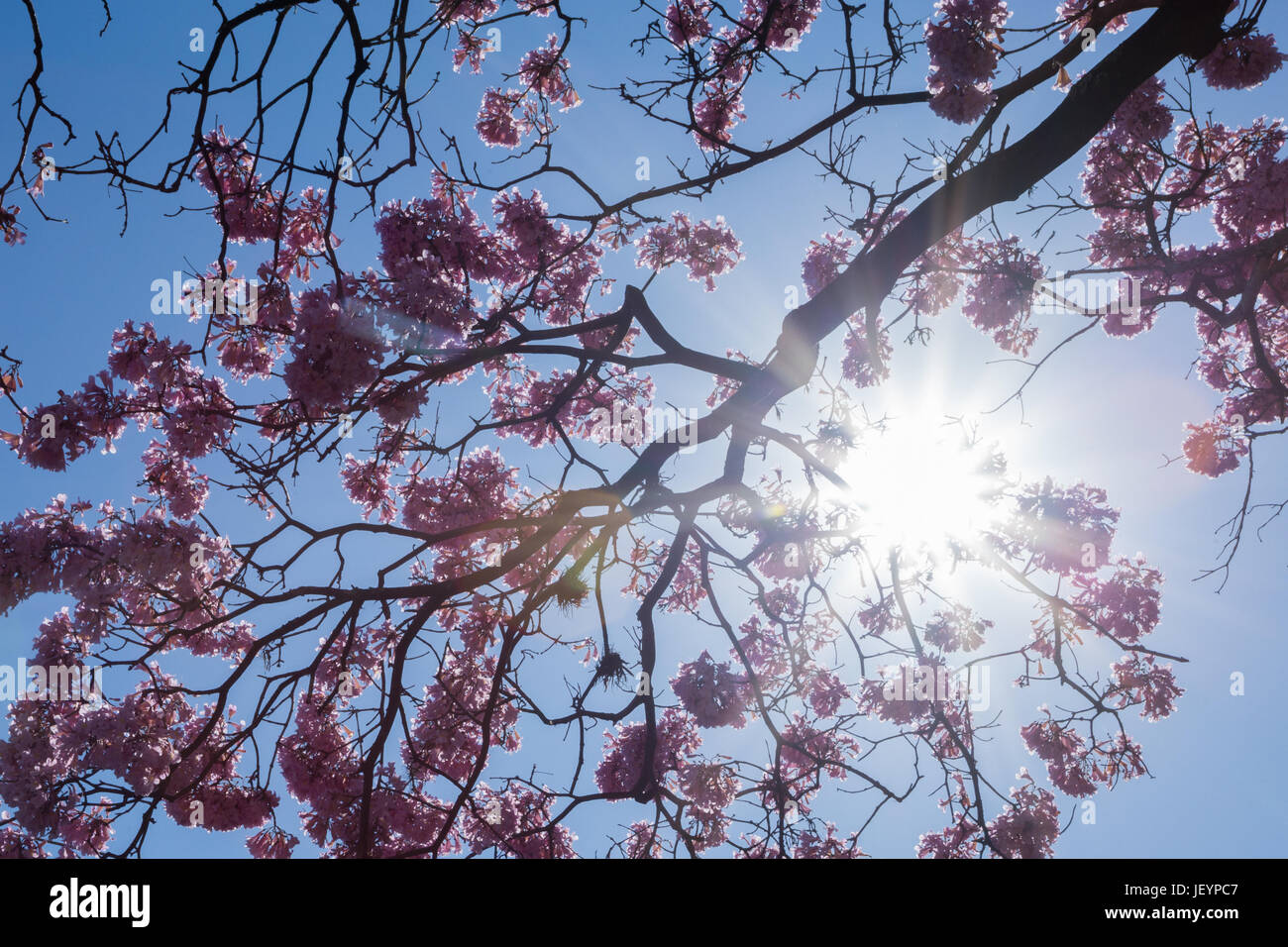 Black Lapacho (Handroanthus heptaphyllus) trees flowering, Asuncion ...