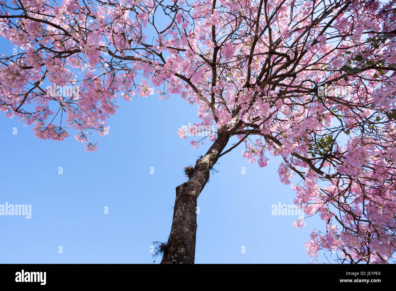 Black Lapacho (Handroanthus heptaphyllus) trees flowering, Asuncion ...