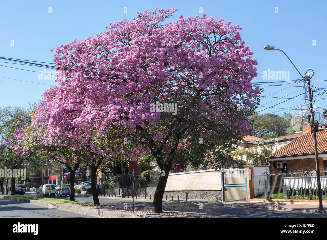 Black Lapacho (Handroanthus heptaphyllus) trees flowering, Asuncion ...