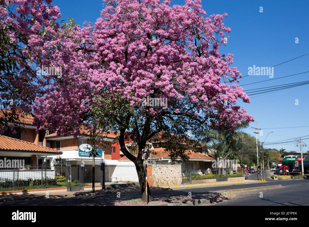 Black Lapacho (Handroanthus heptaphyllus) trees flowering, Asuncion ...
