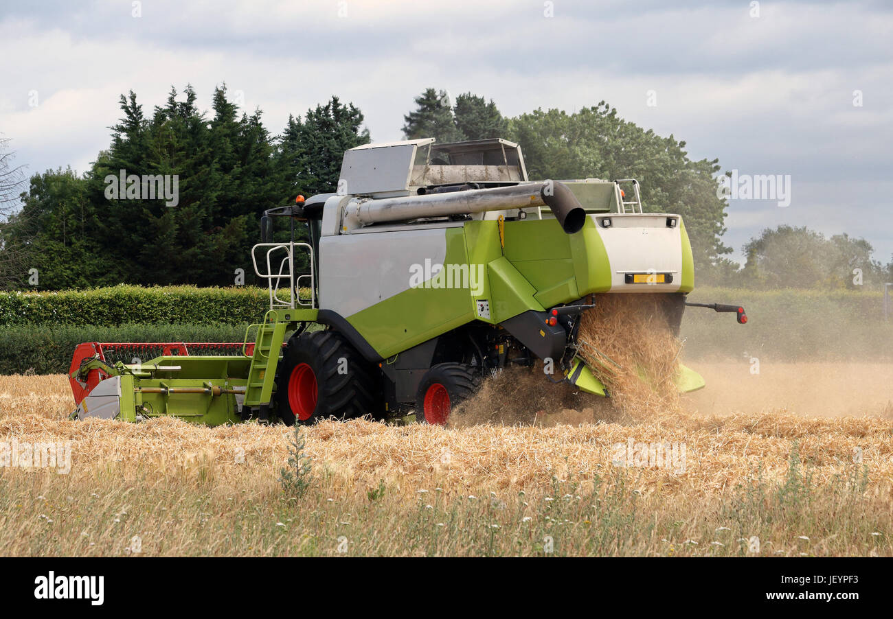 Combine Harvester cutting Wheat in a field in rural england Stock Photo ...