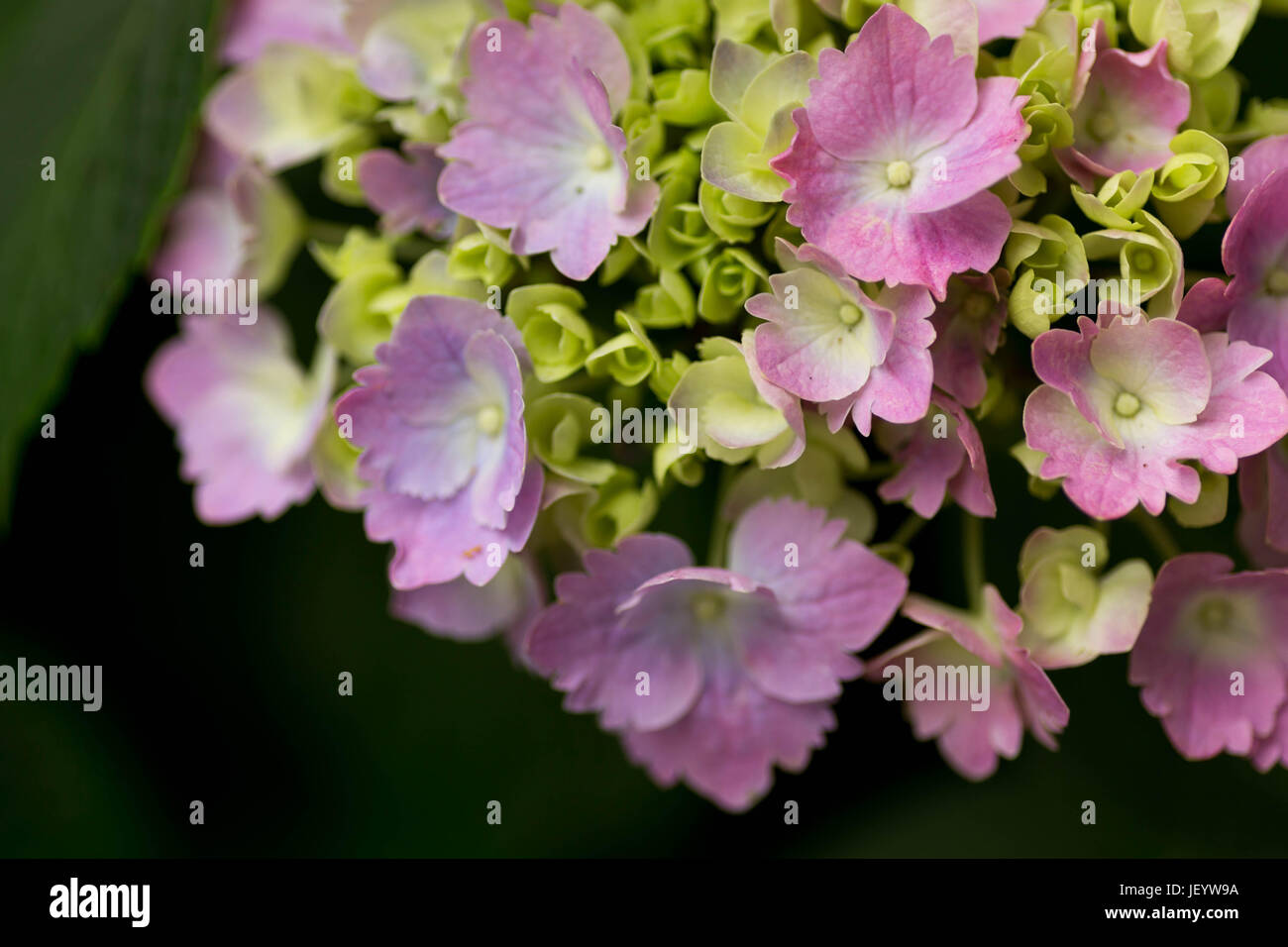 Summer bloomers hi-res stock photography and images - Alamy