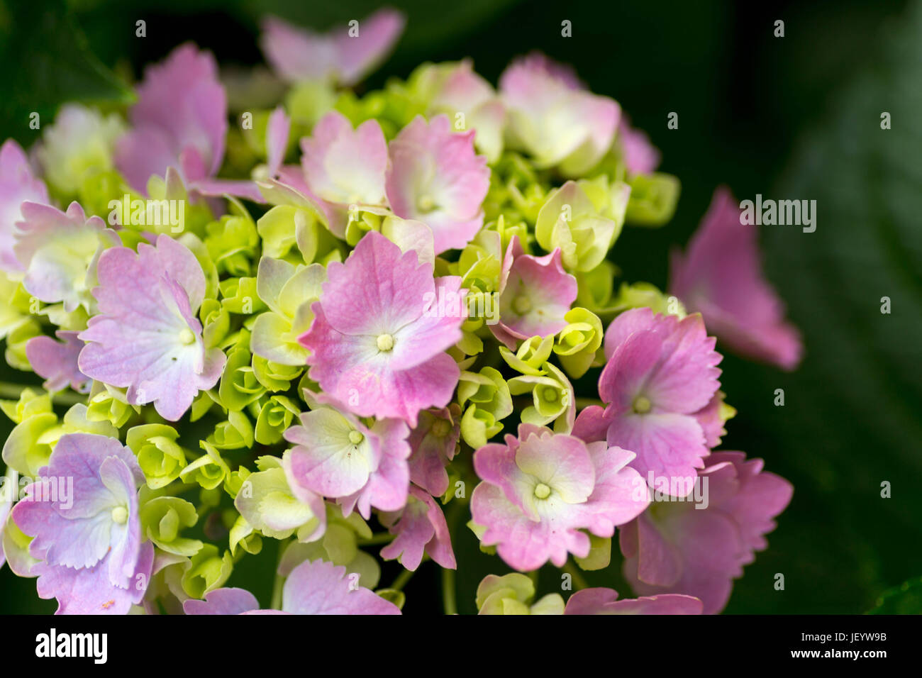 Summer bloomers hi-res stock photography and images - Alamy