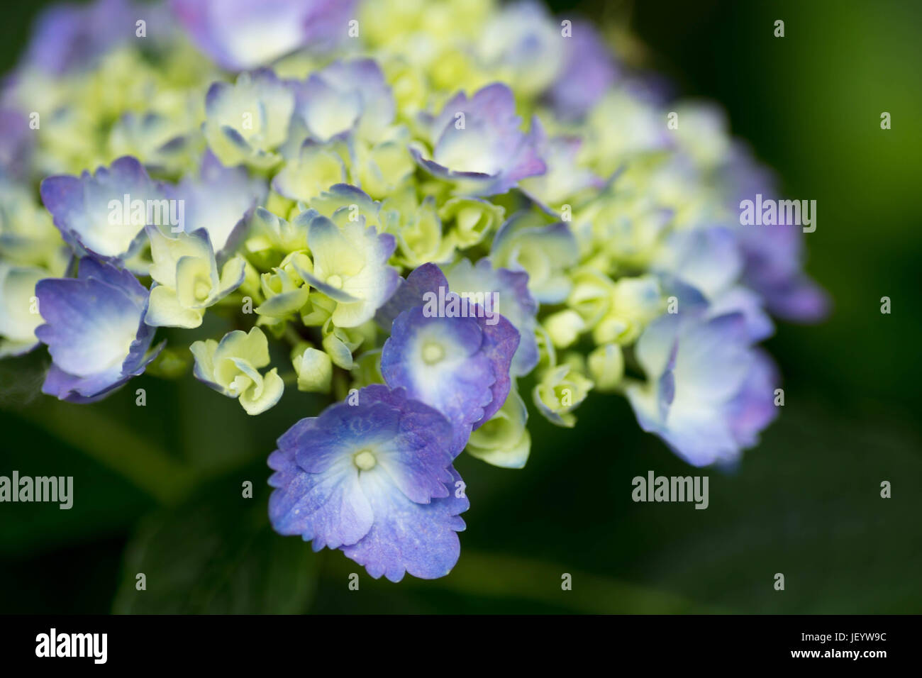 Summer bloomers hi-res stock photography and images - Alamy