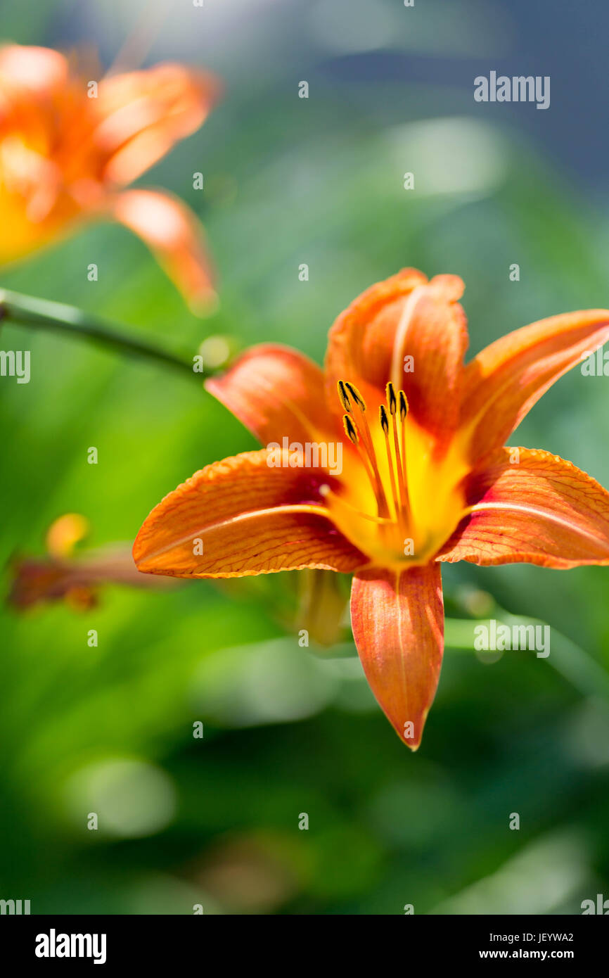 Perennial bloomers hi-res stock photography and images - Alamy
