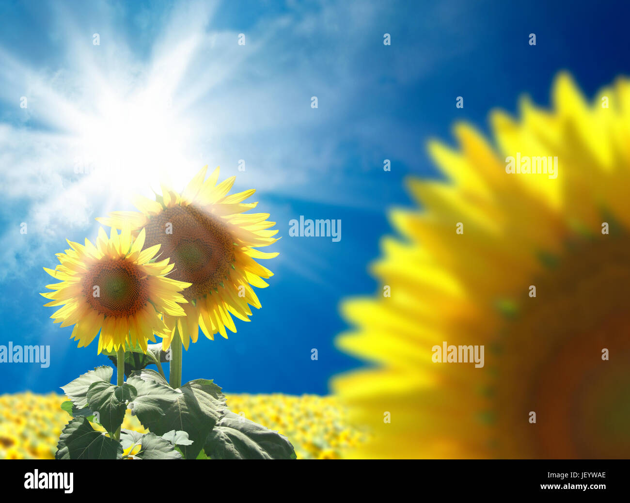 Sunbeam sunflower hi-res stock photography and images - Alamy