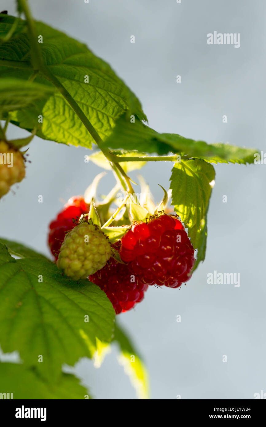 Red bloomers hi-res stock photography and images - Alamy