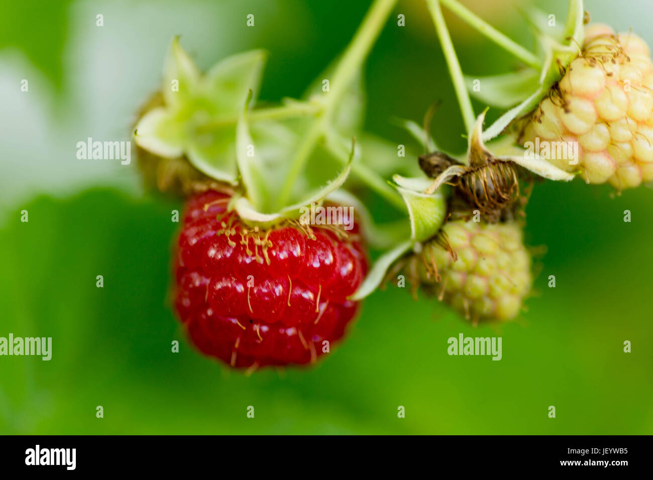 Late summer vegetation hi-res stock photography and images - Alamy