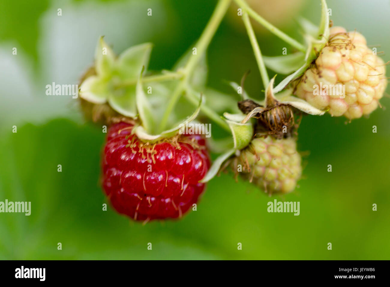 Red bloomers hi-res stock photography and images - Alamy