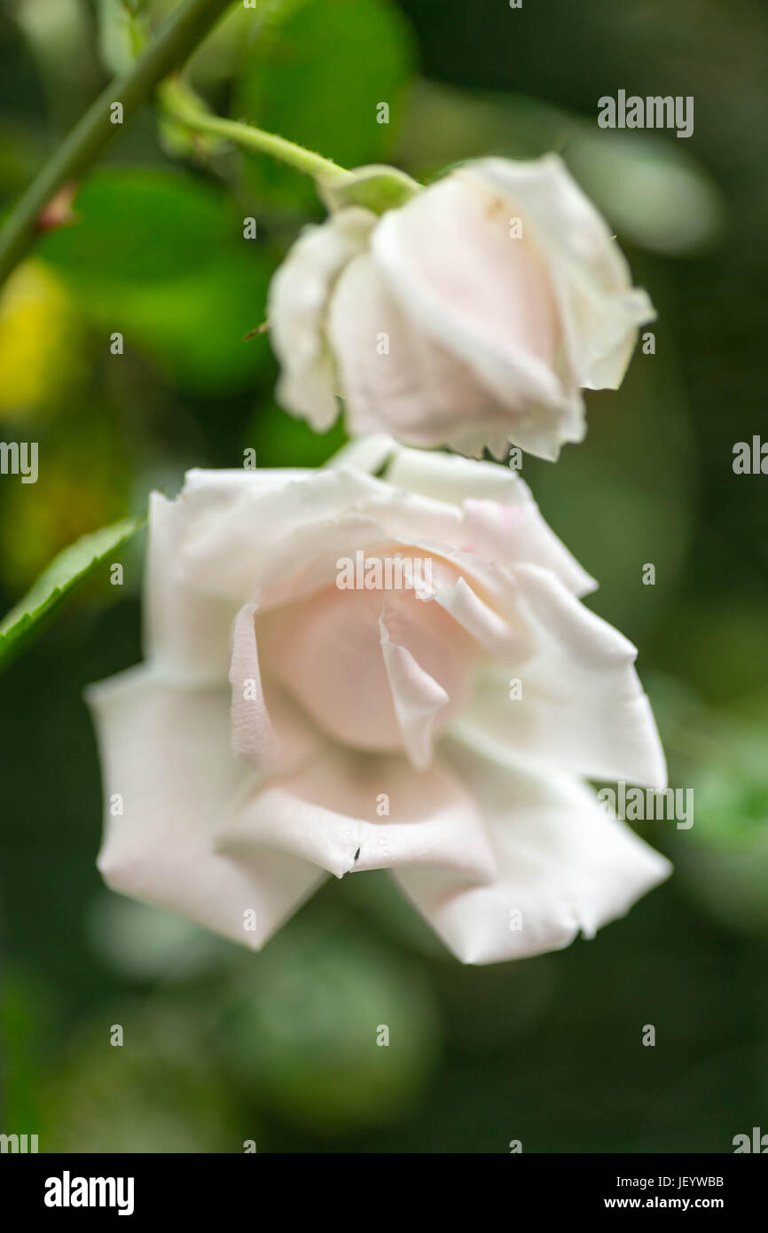 Perennial bloomers hi-res stock photography and images - Alamy