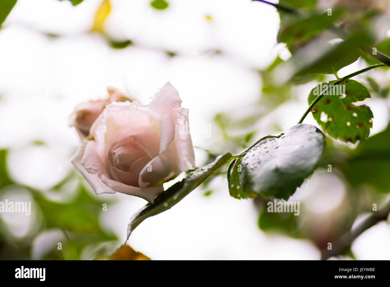 Classic late bloomers hi-res stock photography and images - Alamy