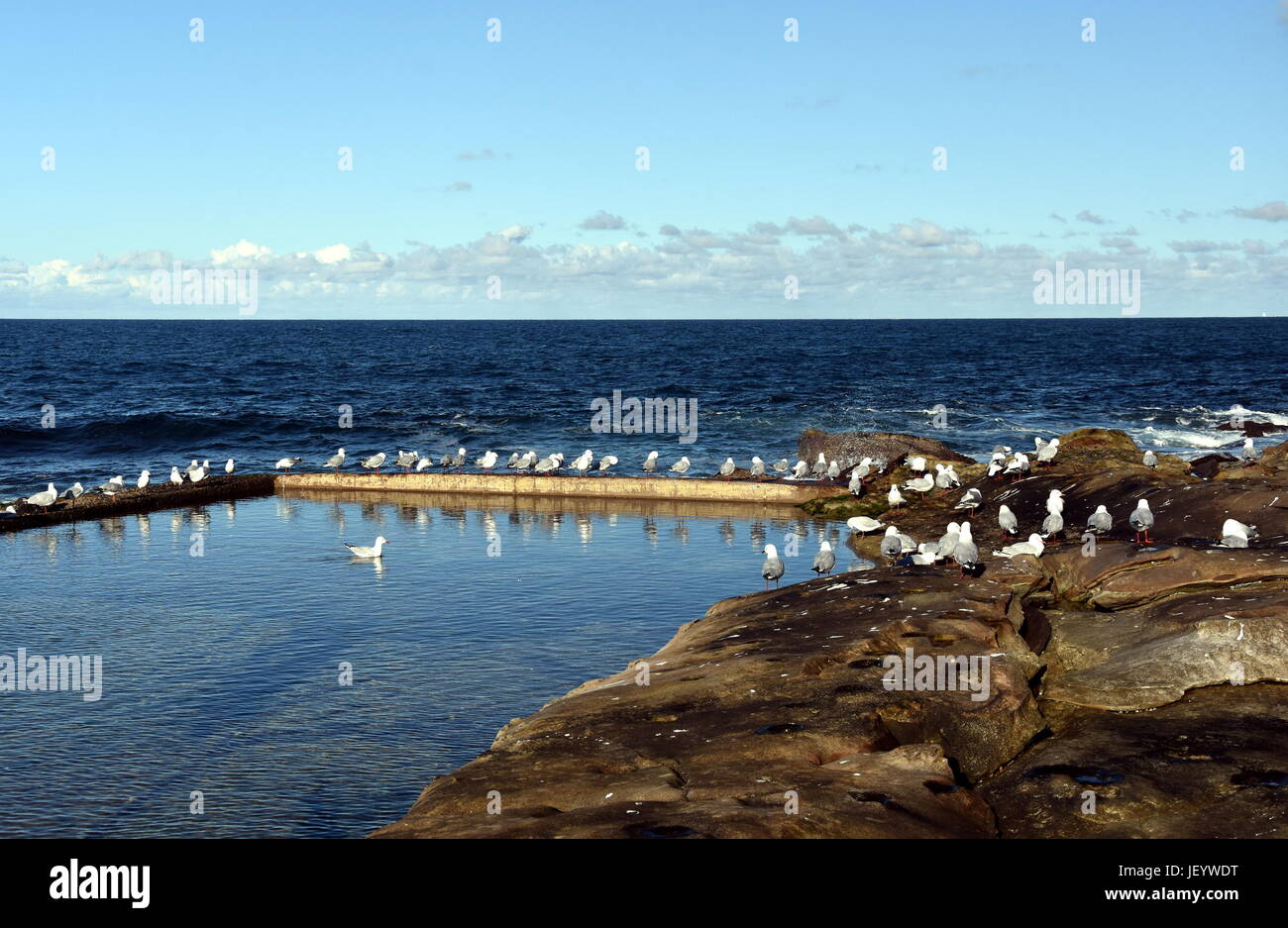 Outdoor rock swimming pool with seagulls at Dee Why beach (Sydney, NSW ...