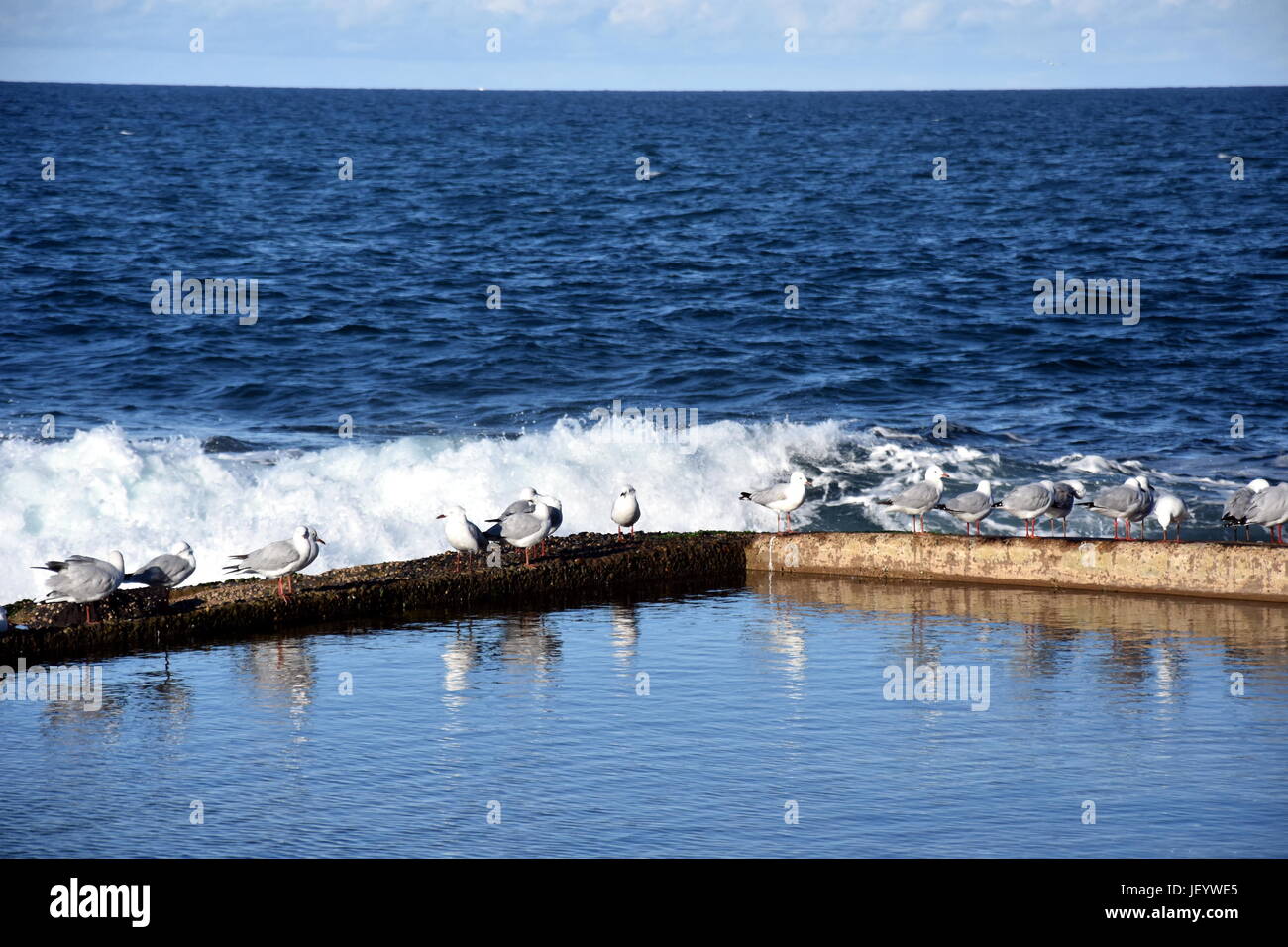 Outdoor rock swimming pool with seagulls at Dee Why beach (Sydney, NSW ...