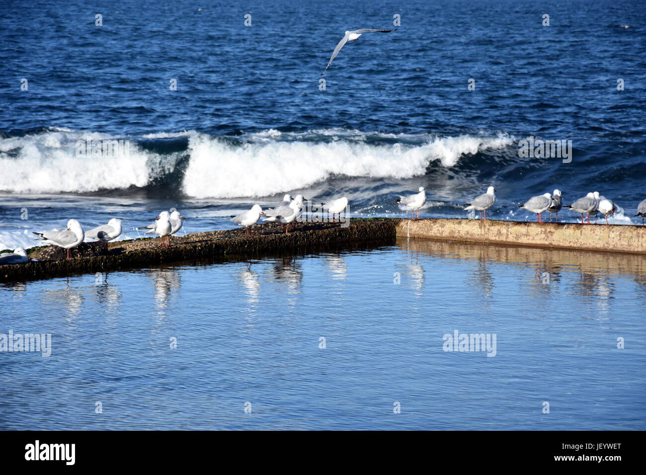 Outdoor rock swimming pool with seagulls at Dee Why beach (Sydney, NSW ...