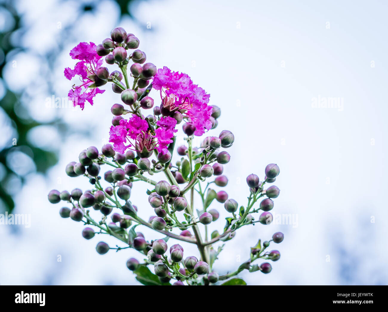 Blossomed buds hi-res stock photography and images - Alamy
