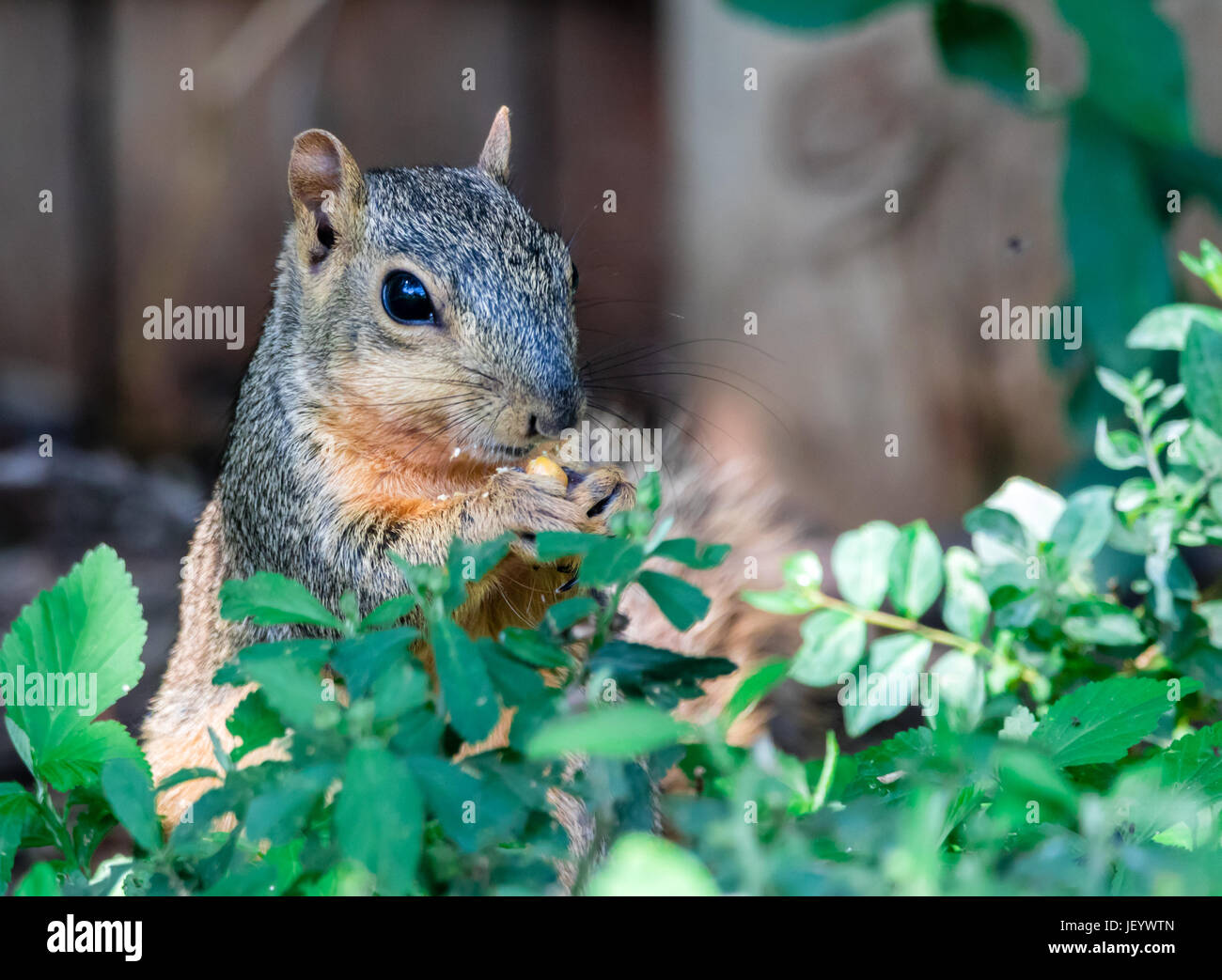 Squirrel Eating Corn Stock Photos & Squirrel Eating Corn Stock Images ...