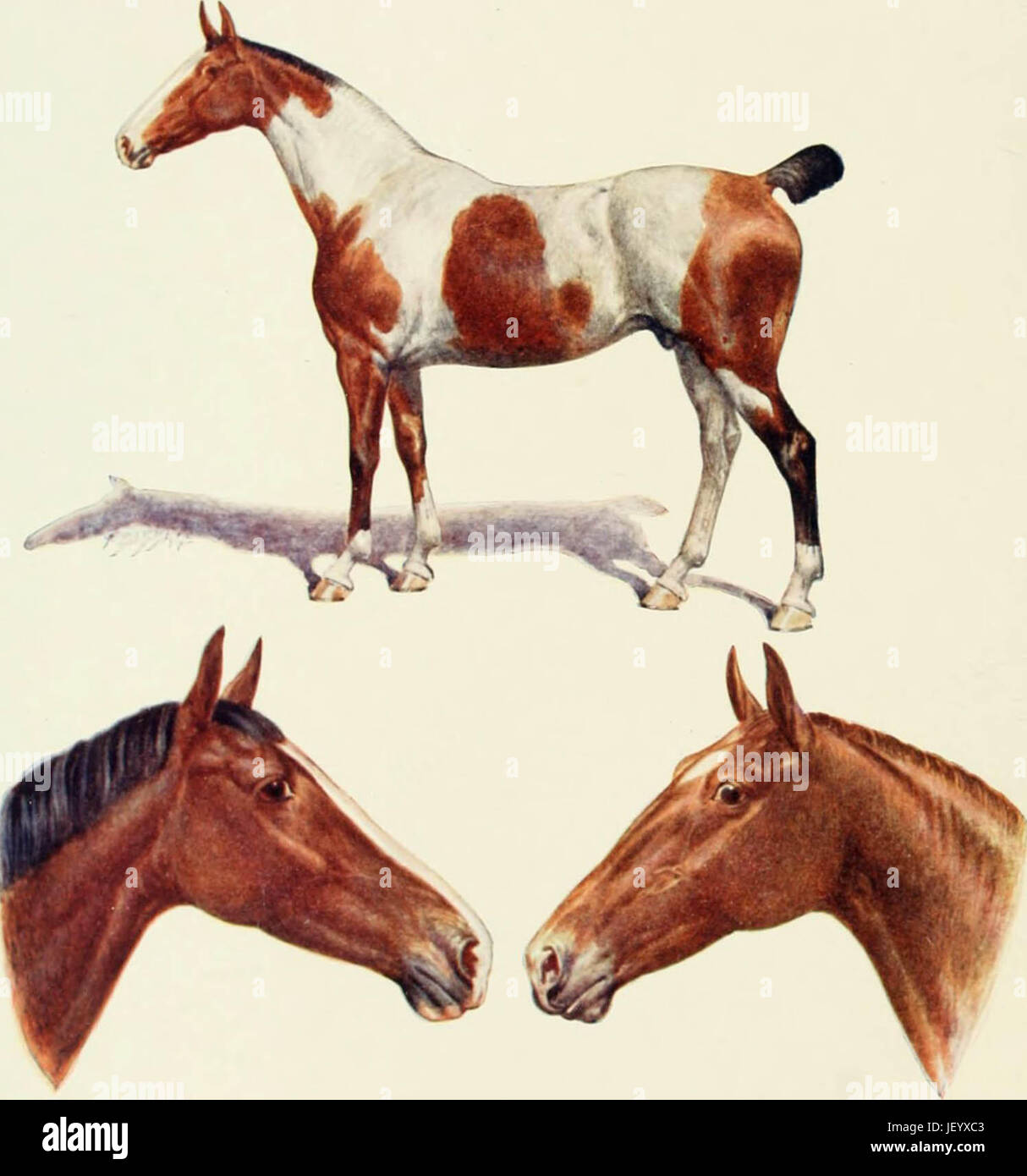 "The horse, its treatment in health and disease with a complete guide to breeding, training and ...