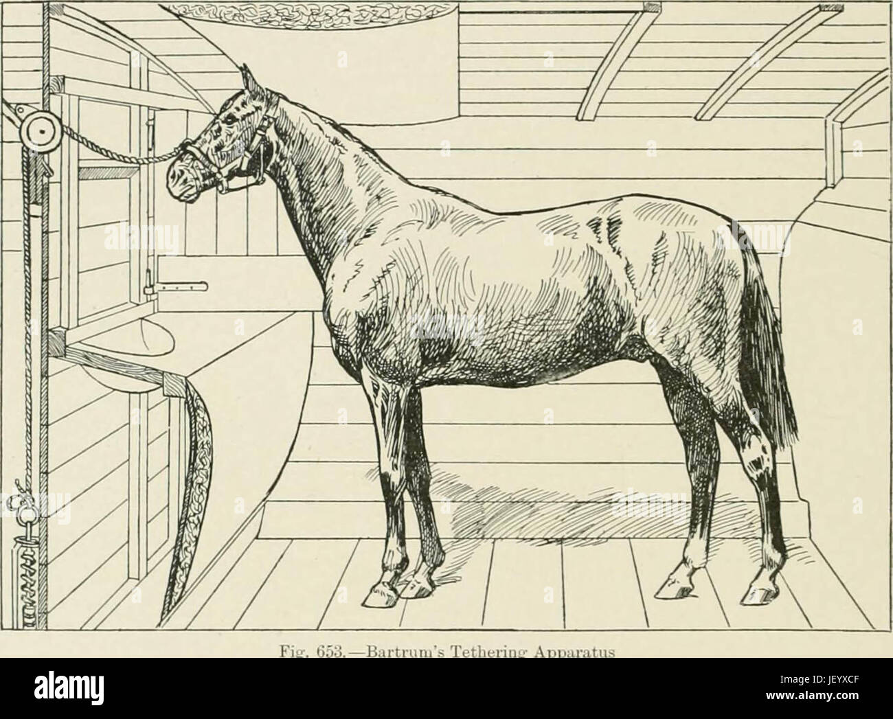 "The horse, its treatment in health and disease with a complete guide to breeding, training and ...