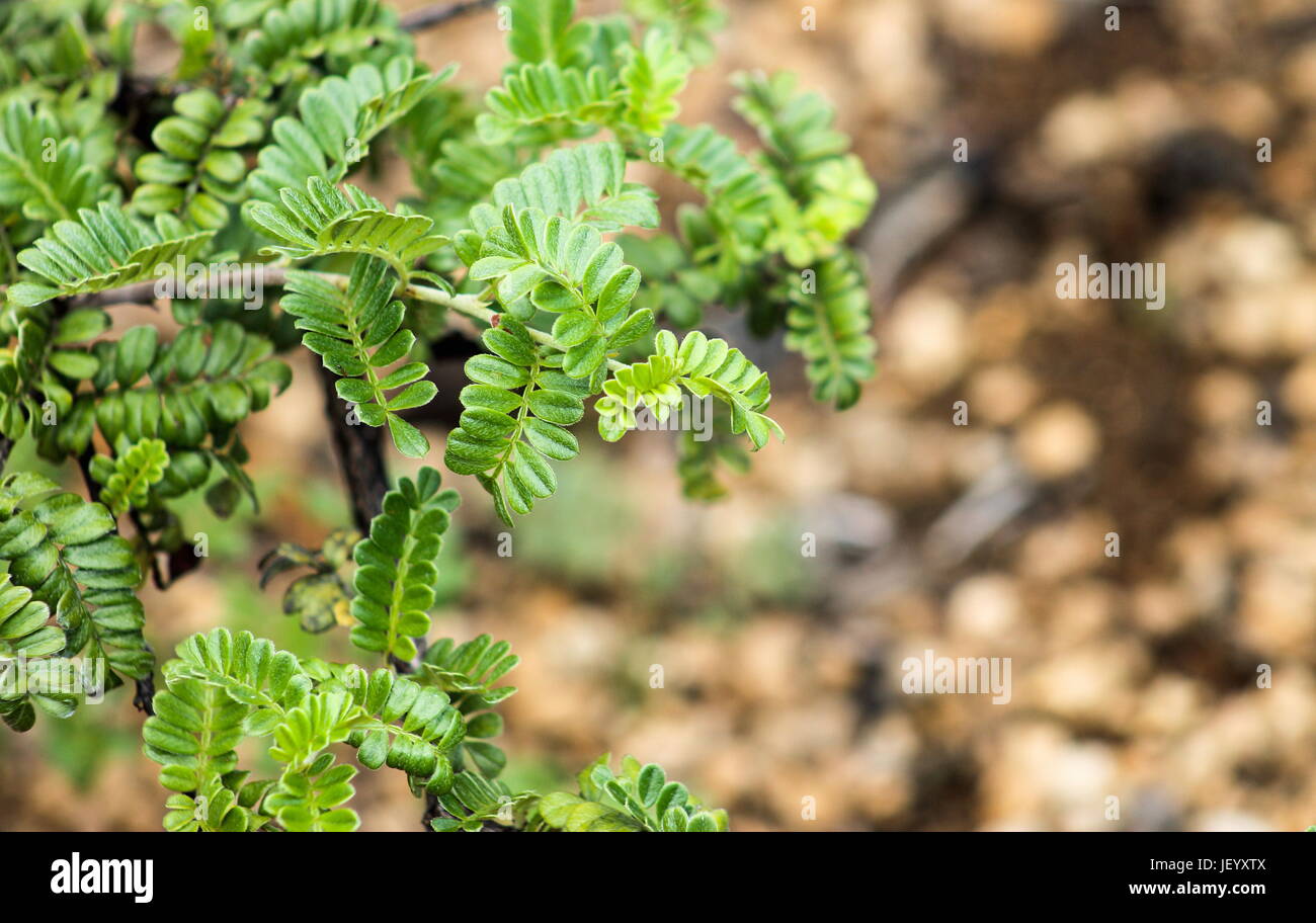 Osteomeles anthyllidifolia hi-res stock photography and images - Alamy