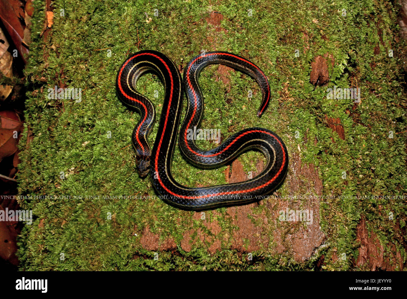 Striped Kukri Snake Stock Photo - Alamy