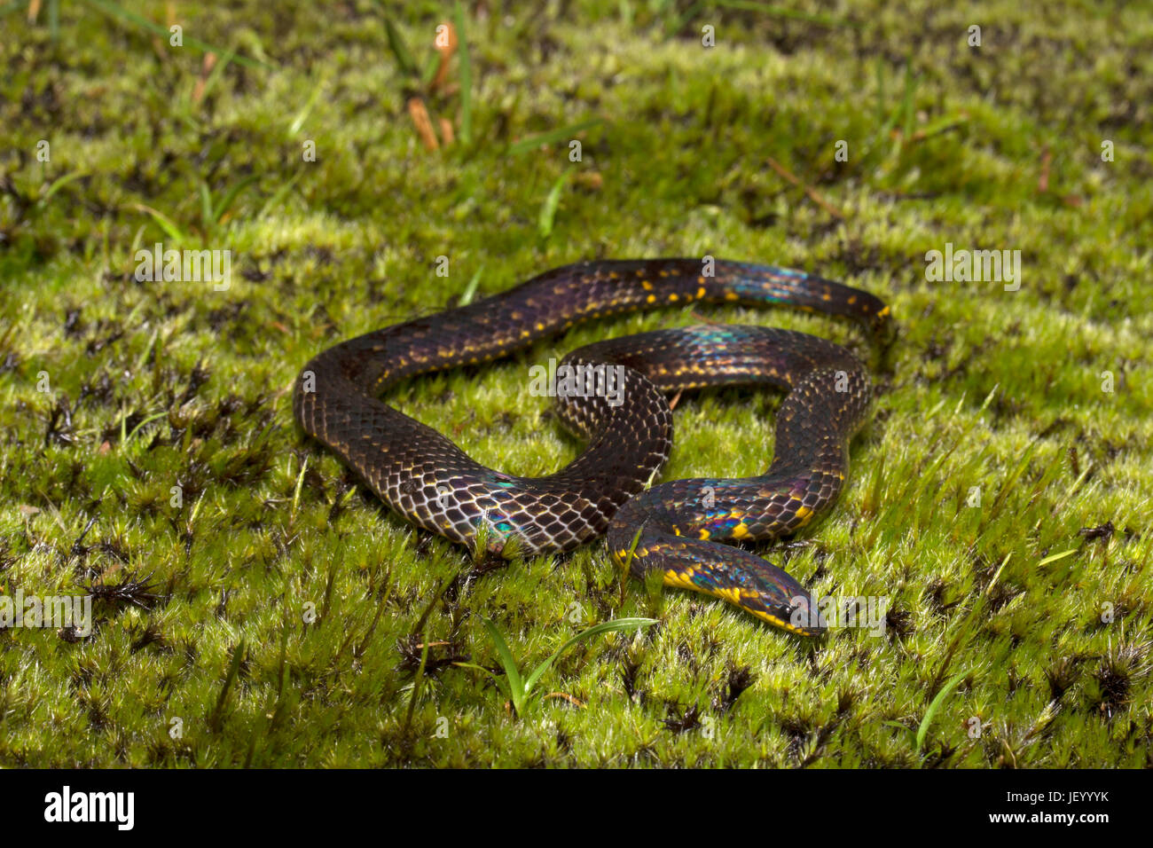 Slow moving snake hi-res stock photography and images - Alamy