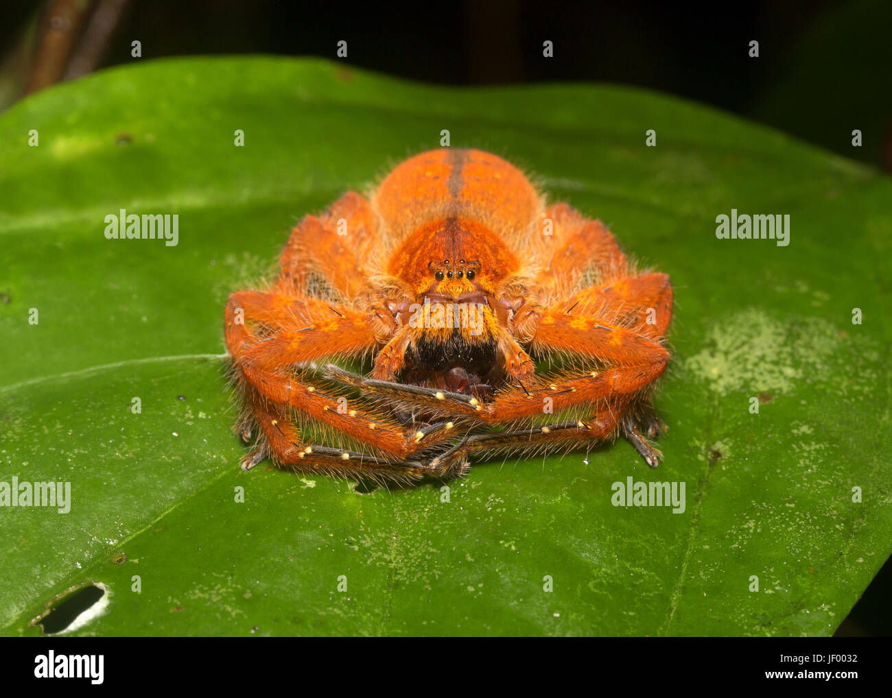 David Bowie Spider Stock Photo - Alamy