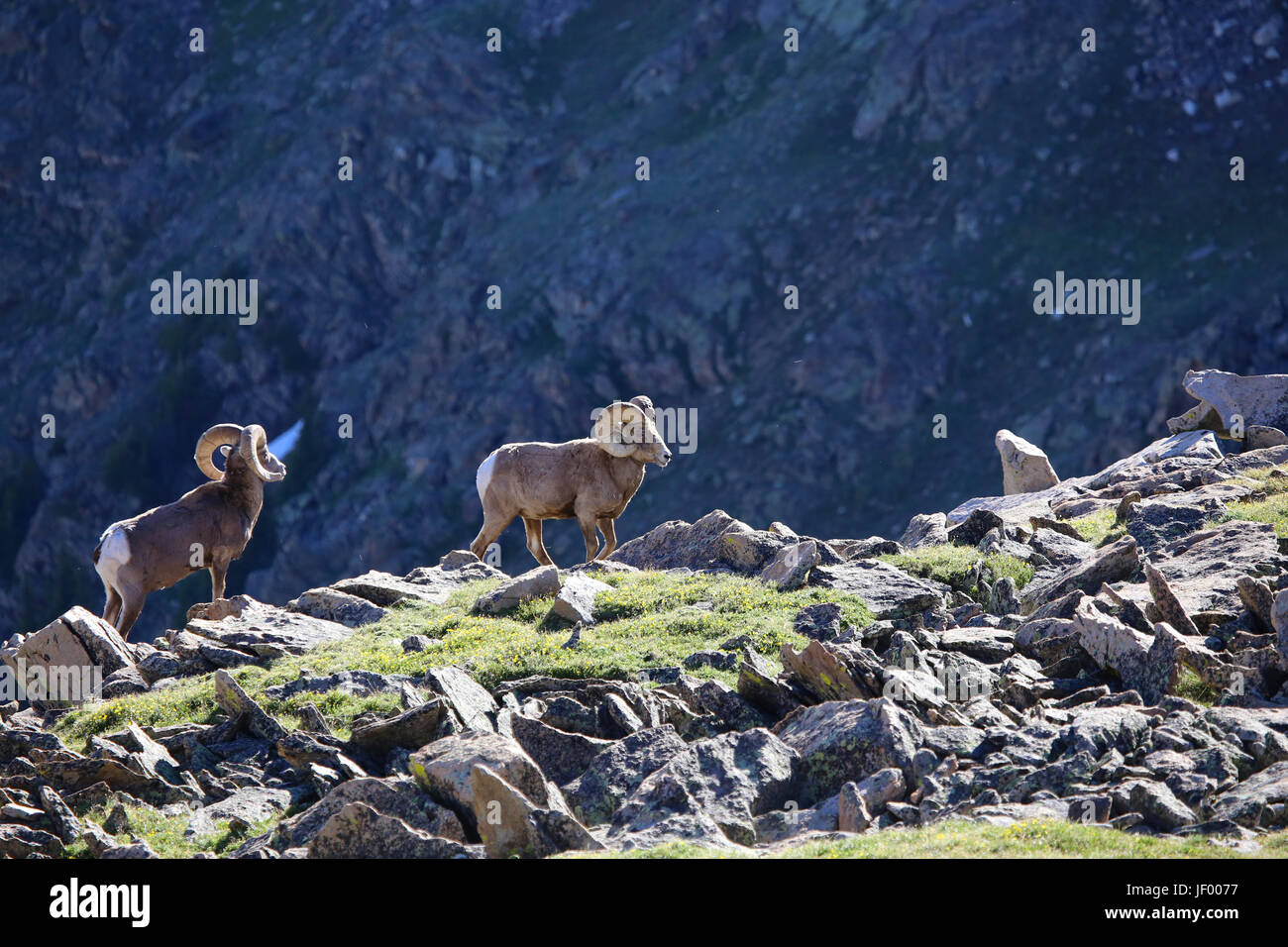 Multiple sheep hi-res stock photography and images - Alamy