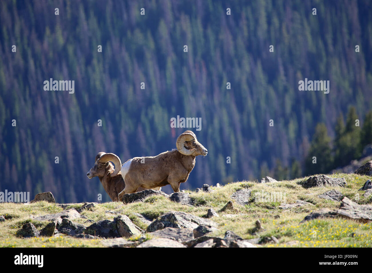 Ram symbol hi-res stock photography and images - Alamy