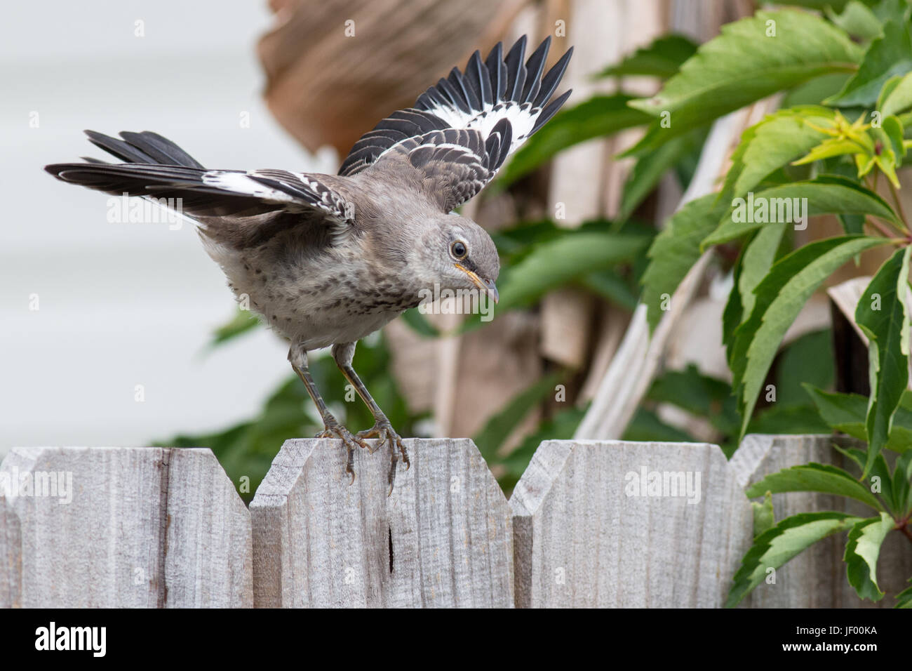 Mockingjay In Real Life