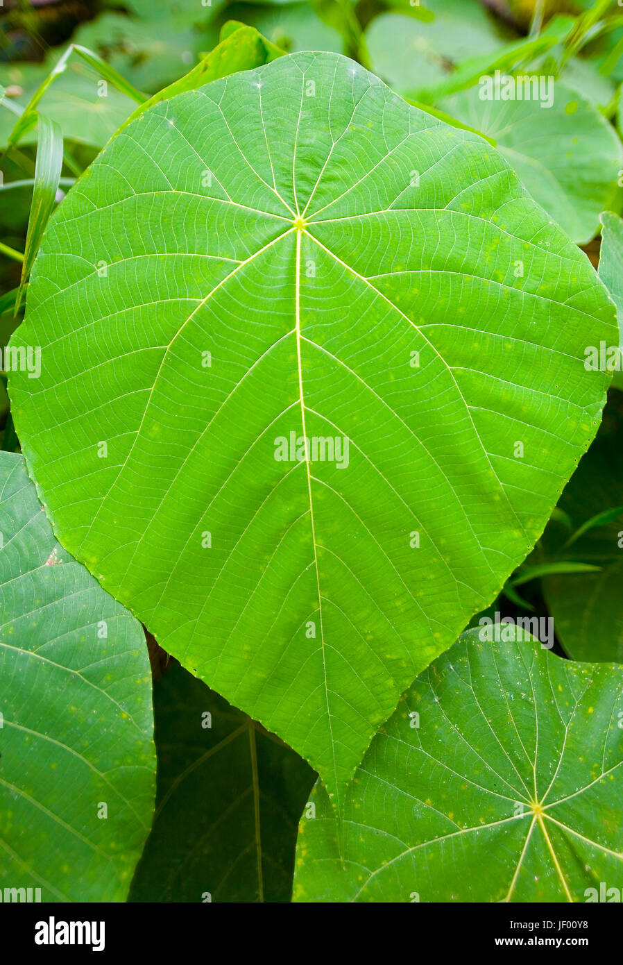 Beautiful large leaf of an exotic tropical plant. Flora Stock Photo - Alamy