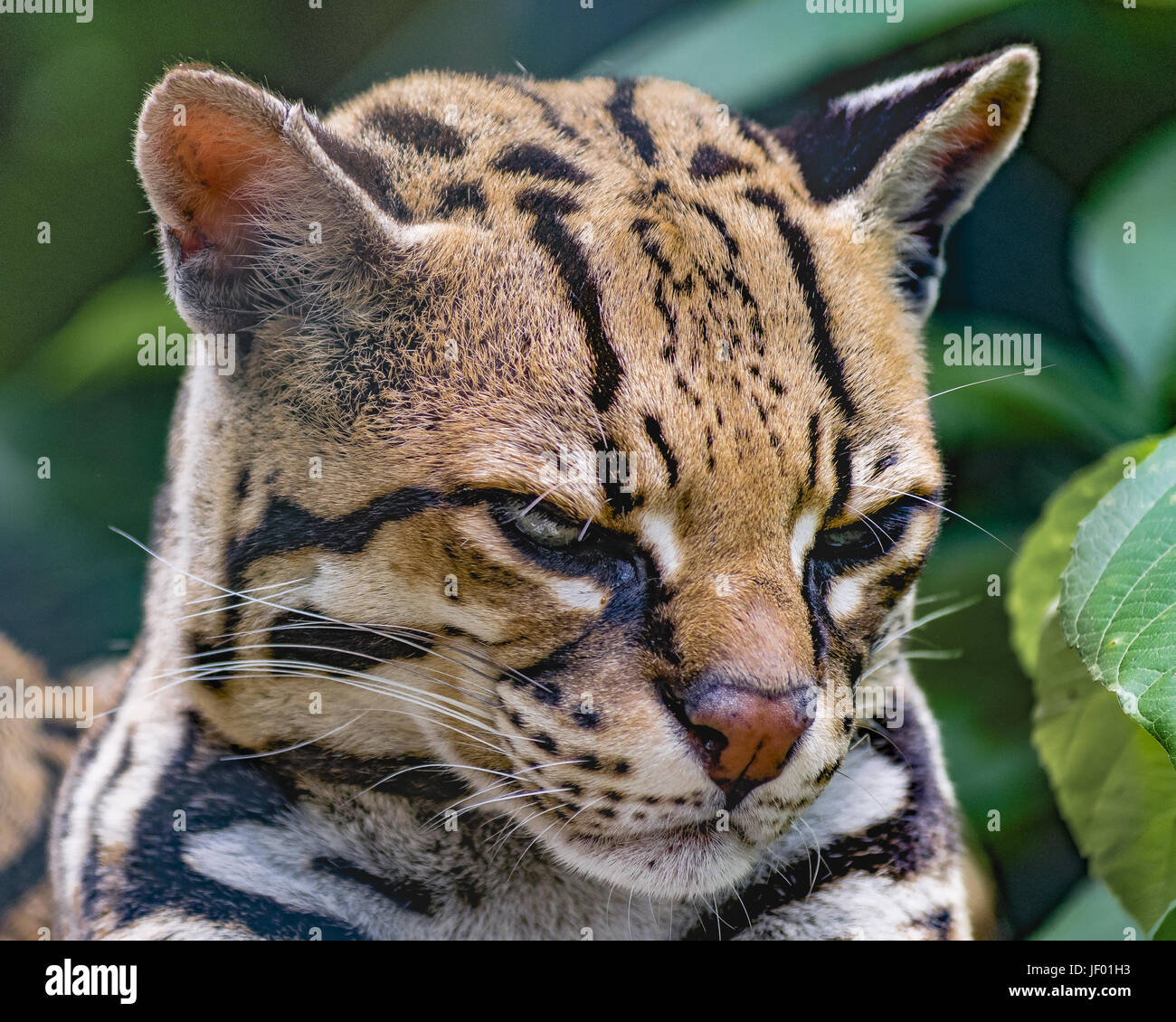 Wildcat at Zoo Stock Photo - Alamy