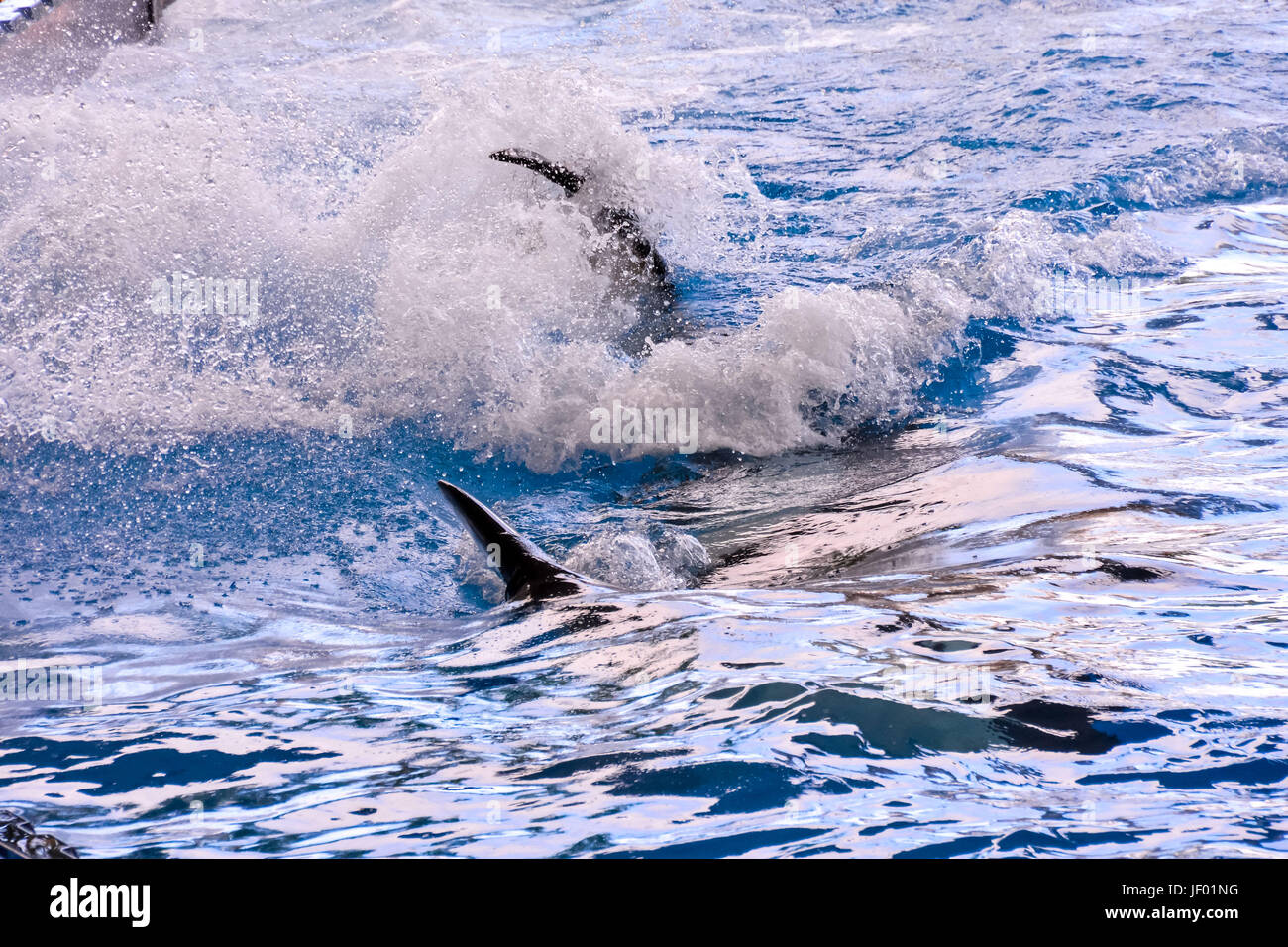 Mammal Orca Killer Whale Fish Stock Photo - Alamy