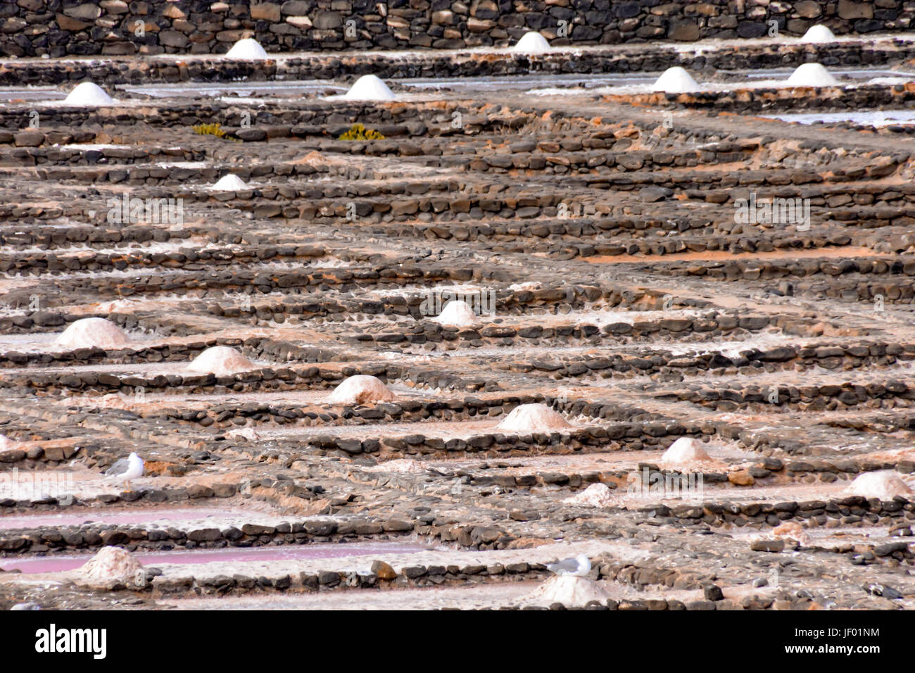 Salt Flat Field Stock Photo - Alamy