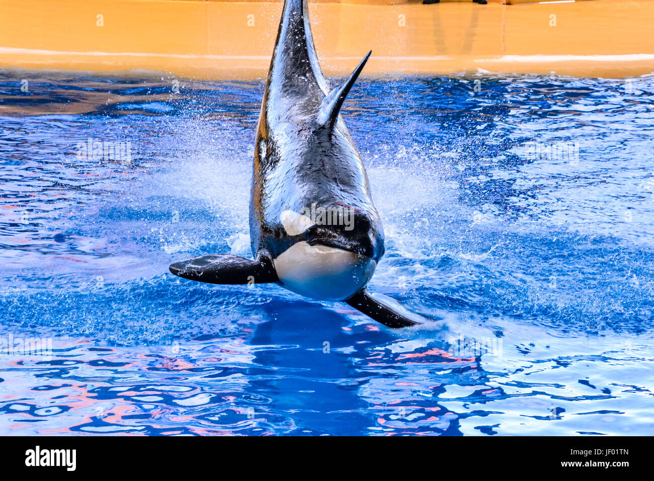 Mammal Orca Killer Whale Fish Stock Photo - Alamy