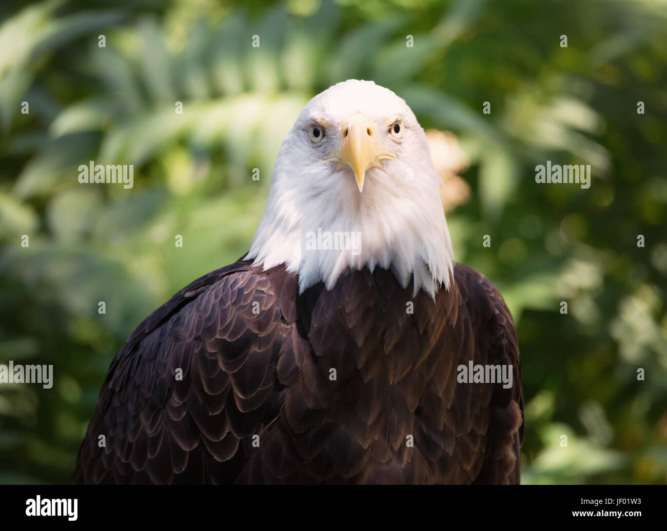 Close-up Portrait of a Bald Eagle Stock Photo - Alamy