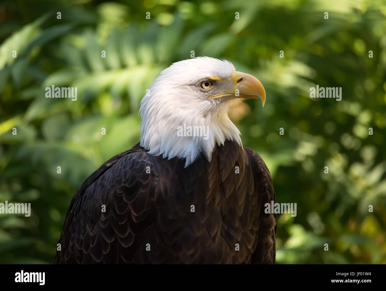 Close up bald eagle face hi-res stock photography and images - Alamy