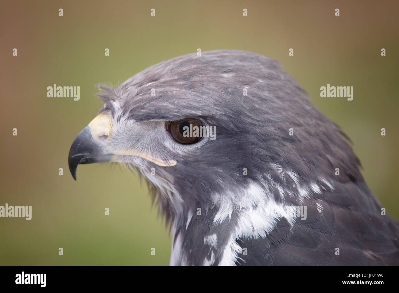 At a raptor hi-res stock photography and images - Alamy