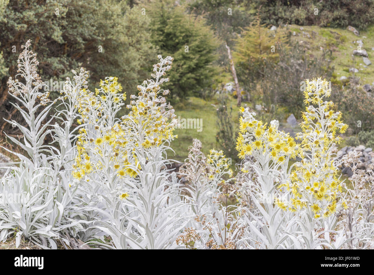 Cuenca ecuador flowers hi-res stock photography and images - Alamy