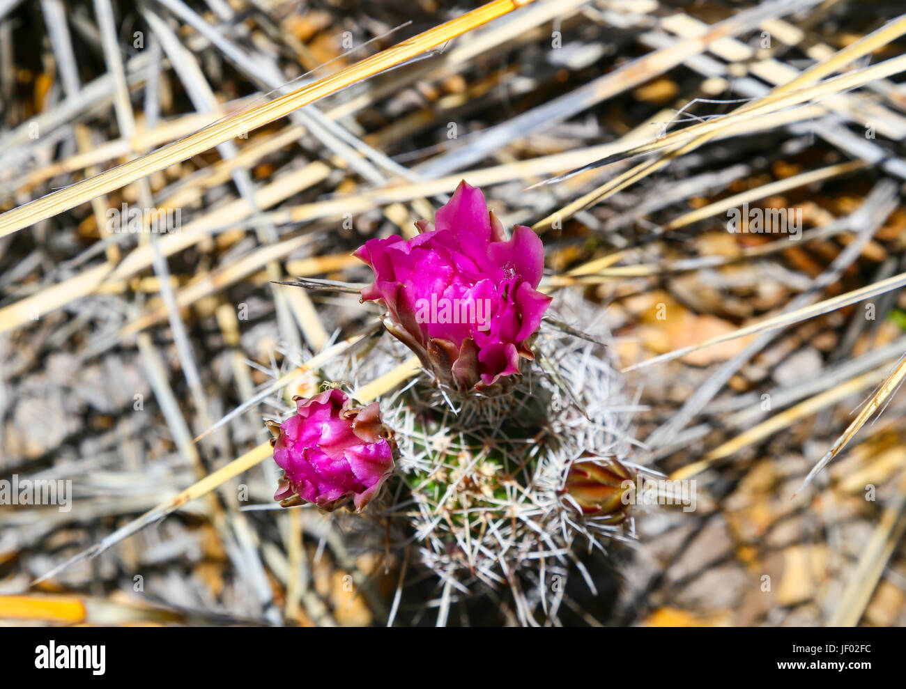 Pink spines hi-res stock photography and images - Alamy