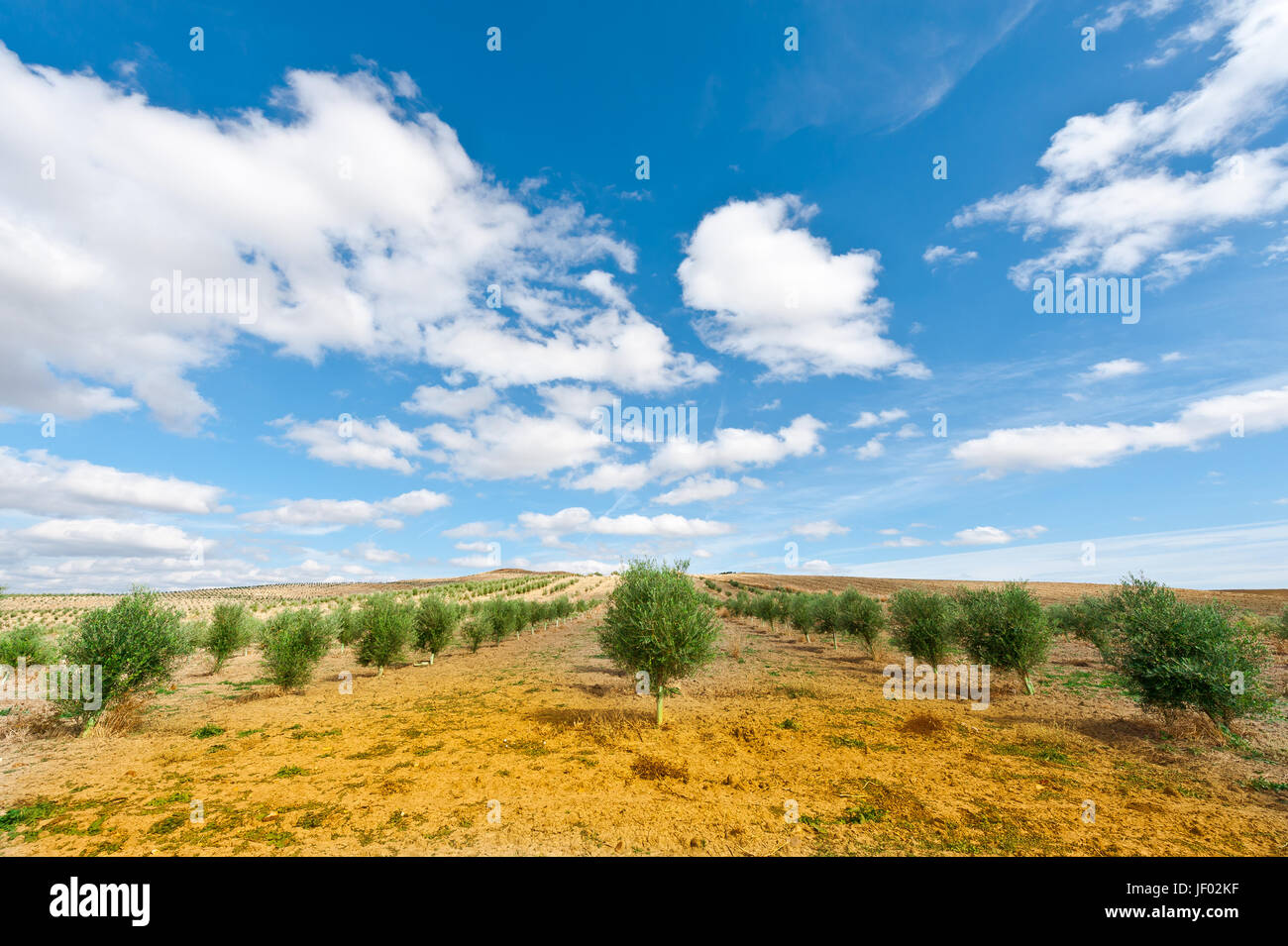 Olive grove green grass sky hi-res stock photography and images - Alamy