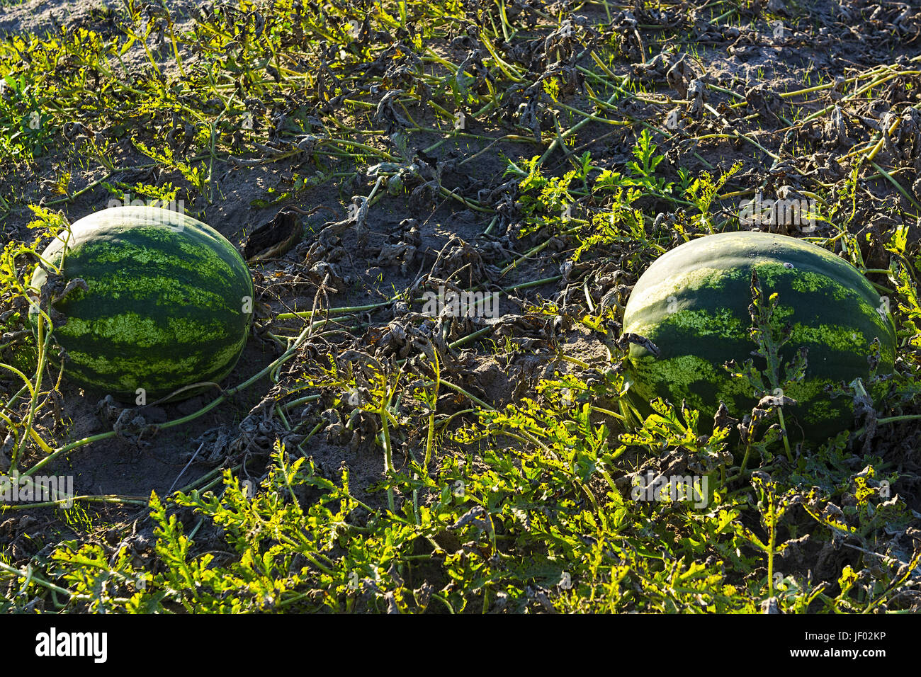 Watermelon plot hi-res stock photography and images - Alamy
