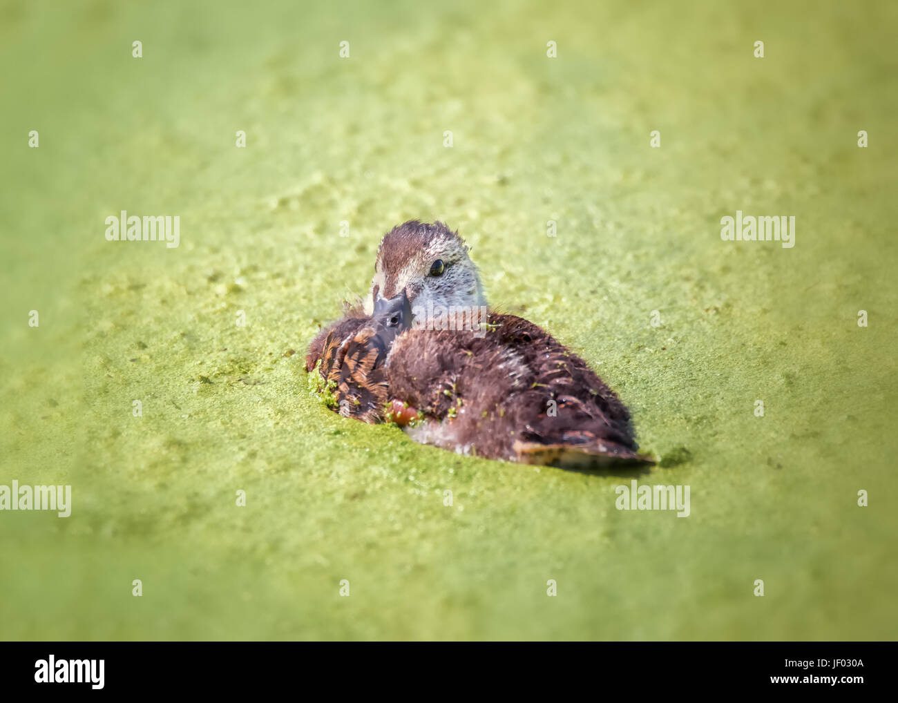 Female brown duck floating in water hi-res stock photography and images ...