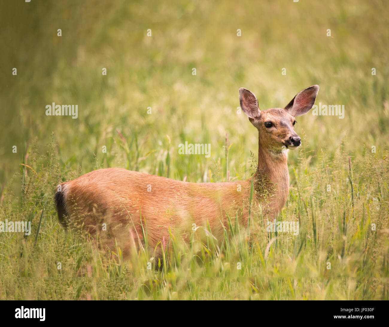 Deer tall grass hi-res stock photography and images - Alamy