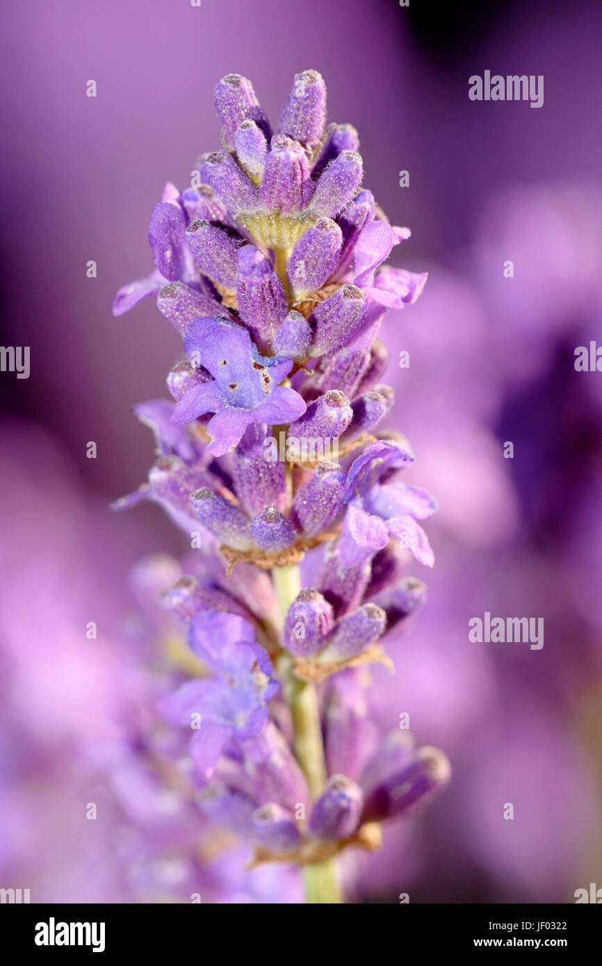 Botanik design hi-res stock photography and images - Alamy