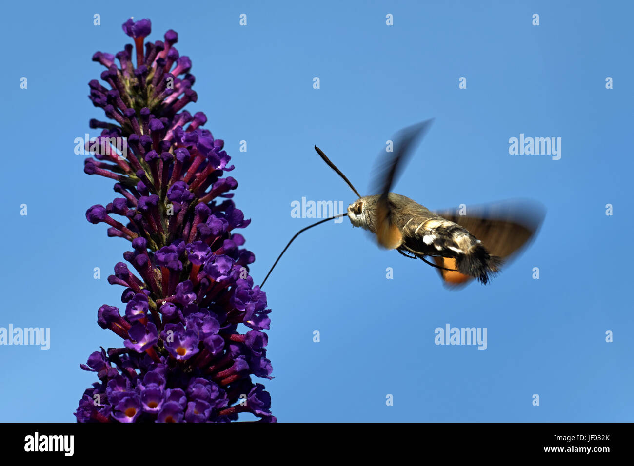 Hawk moth hummingbird hi-res stock photography and images - Alamy