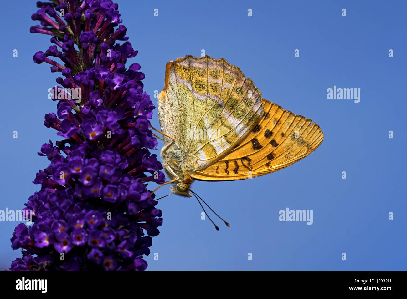 Silver washed fritillary spring hi-res stock photography and images - Alamy